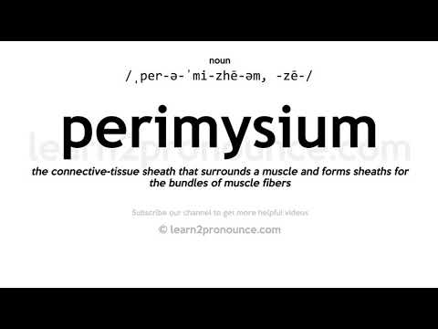 Pronunciation of Perimysium | Definition of Perimysium