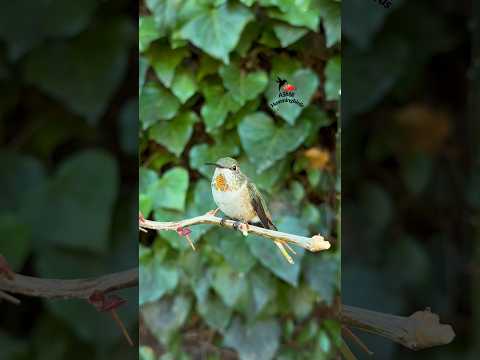 Female Allens Hummingbird ✨ #asmr #nature #allenshummingbird #hummingbird