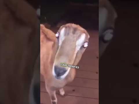 Skin-walker Caught On Camera π³