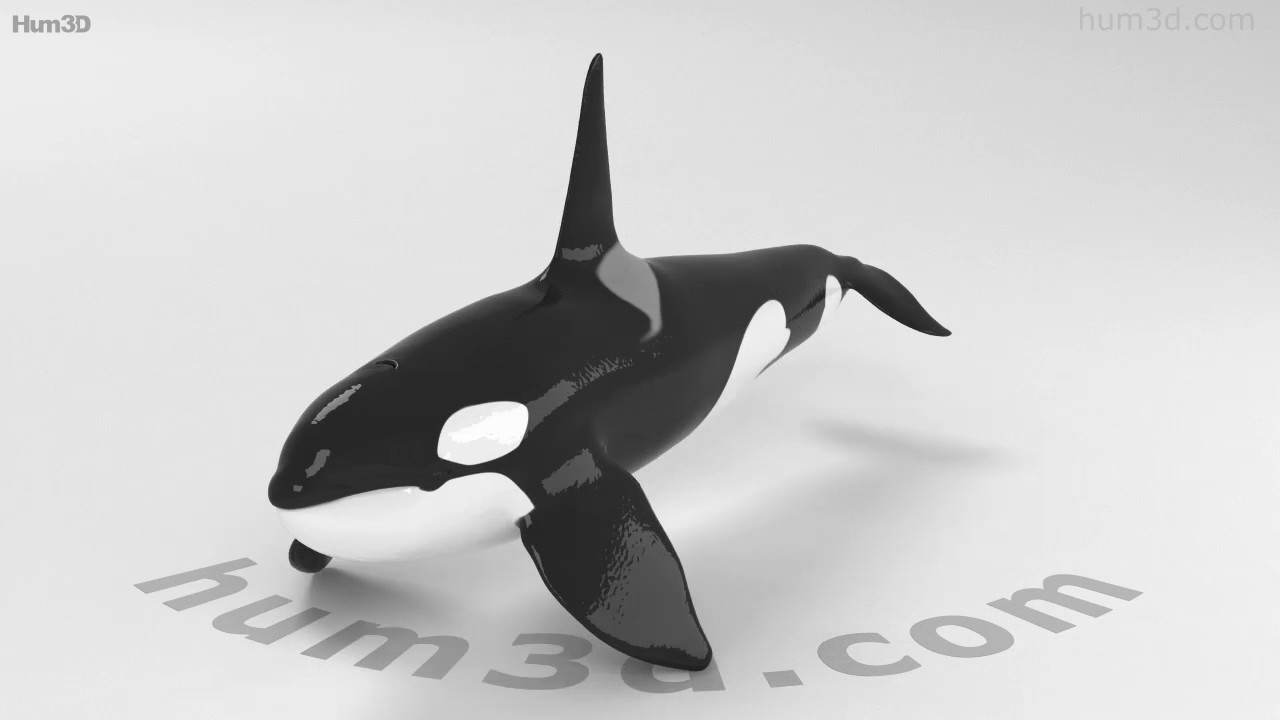 Killer Whale 3D model by 3DModels.org