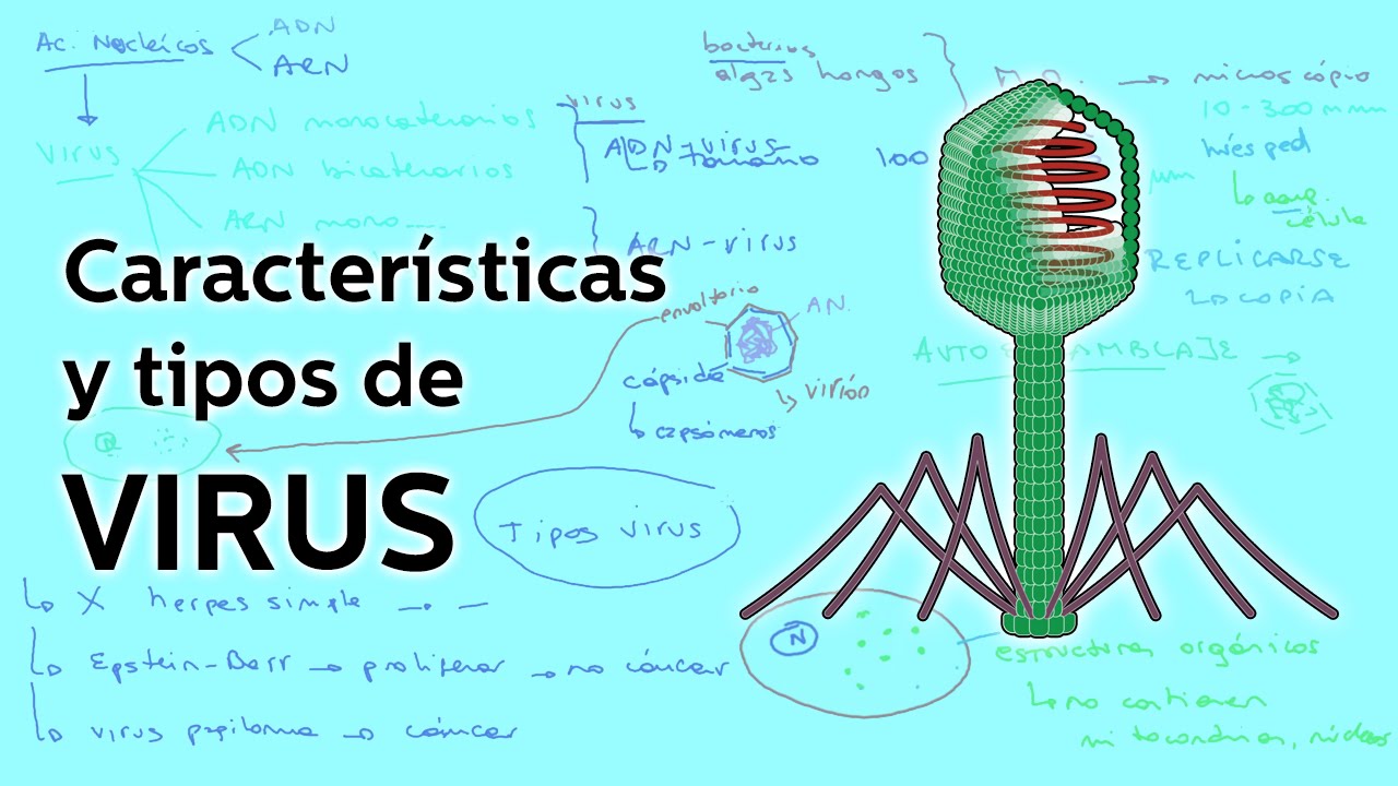 Educatina - Características y Tipos de Virus