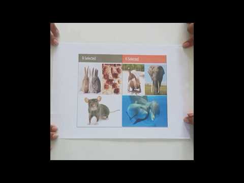 Life History Strategies of r- and K- Selected species