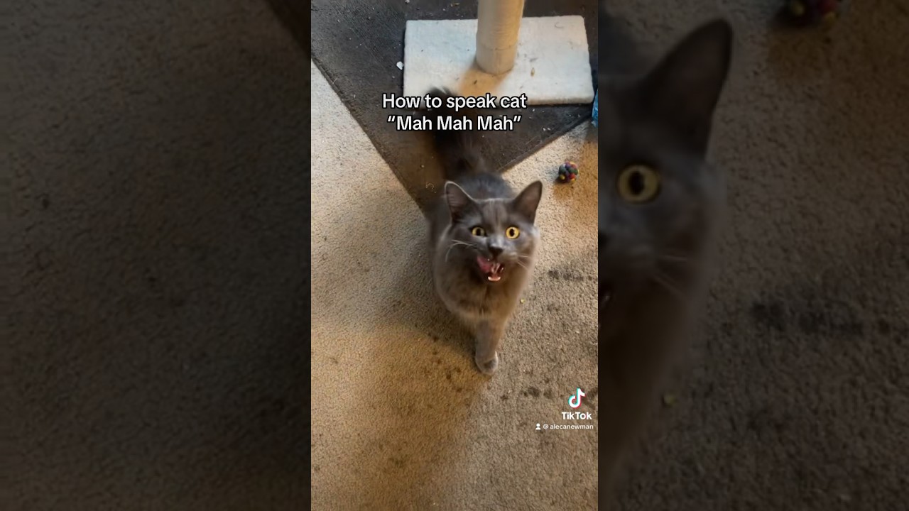 How to Speak Cat: Lesson 1