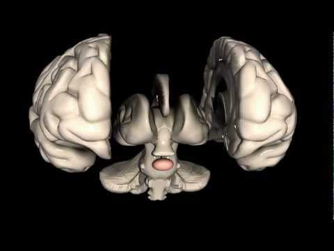 What is the Pituitary Gland?