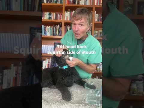 Dog Poisoned- How to Induce Vomiting #poison #vomiting #emergency #veterinarysecrets #homeremedies