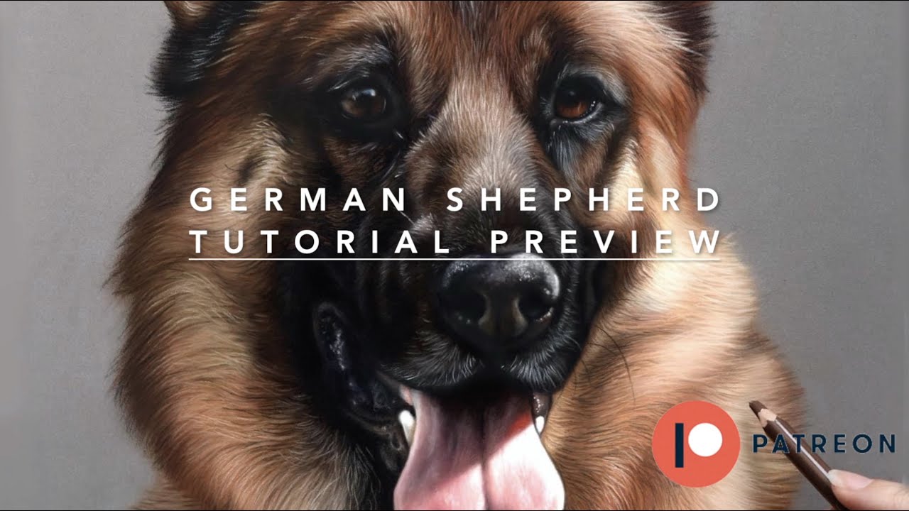 German Shepherd Drawing - Tutorial Preview. Light + Shadow in art. Soft Pastels + Pastel Pencils