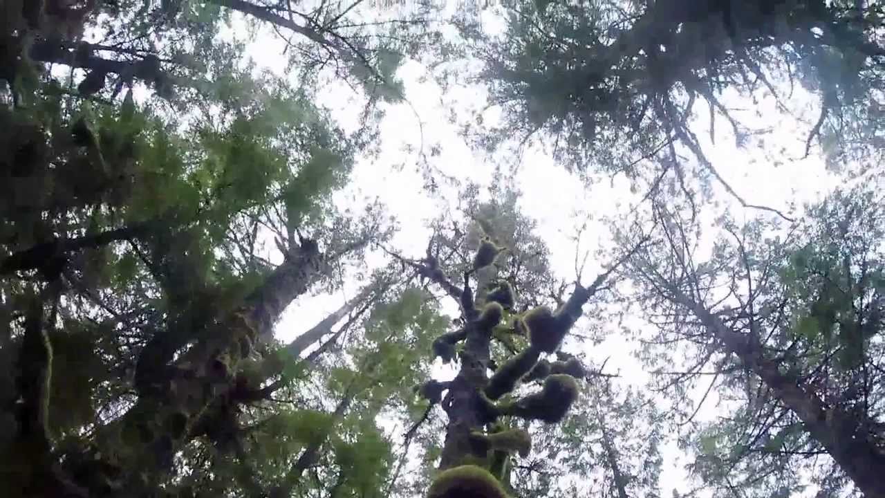 TOFINO TREAT FOR XMAS 2013 PRODUCED BY ED CHEN