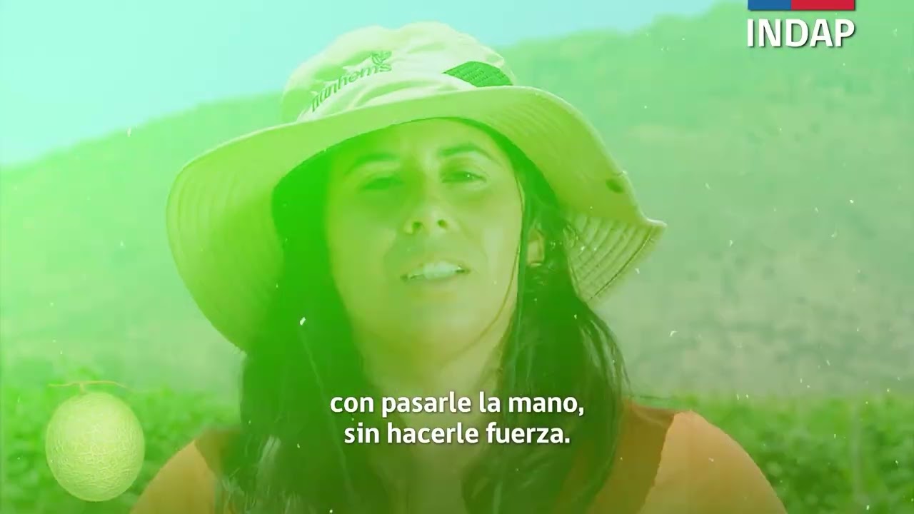 ¿Cómo escoger el mejor melón tuna? – Chile Agrícola