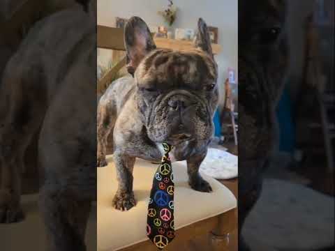 What...I work here now #wee #cat #dog #funny #animal #memes #pets #fyp #funny #viral #fouryou