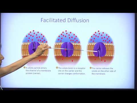 Cell Membrane Transport Passive Transport