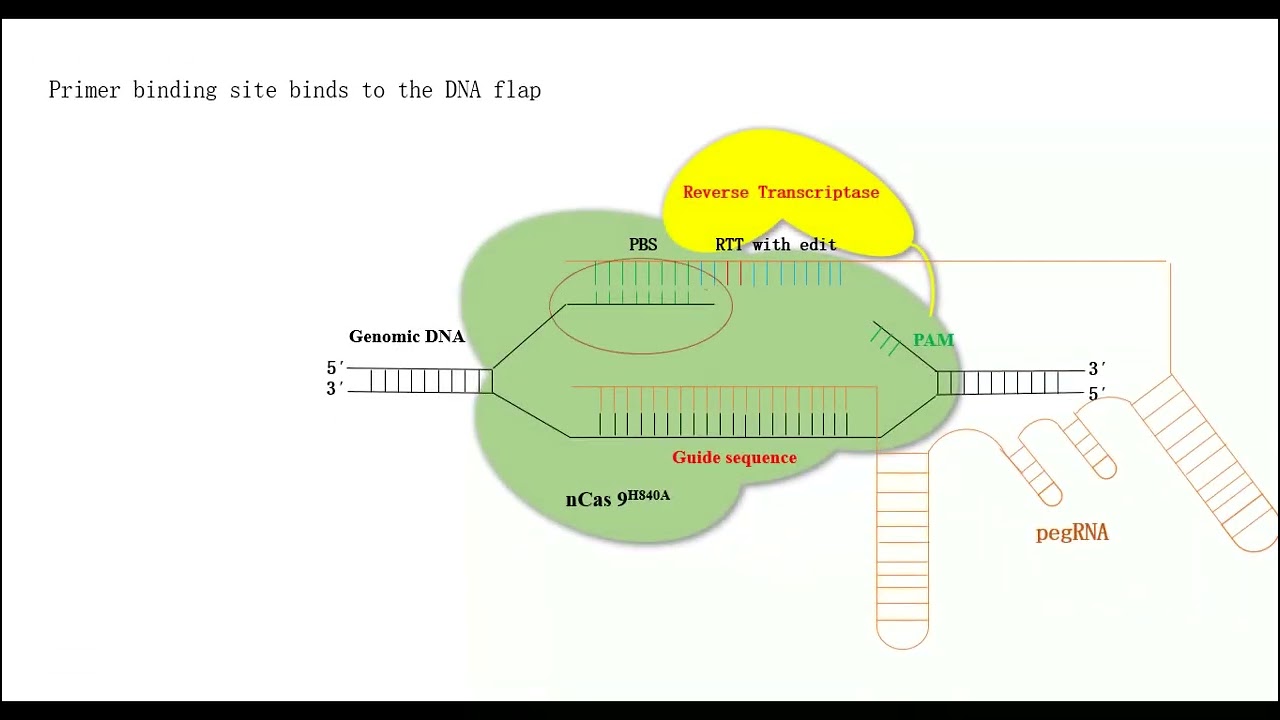 Prime Editing: A Next-Generation Genome Engineering Tool
