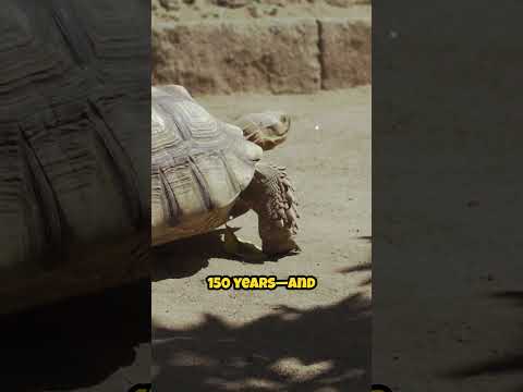Tortoises Can Live Over 150 Years! 🐢😲