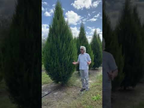 The Tree Planters Presents Brodie Eastern Red Cedar and Robin Blue Southern Red Cedars