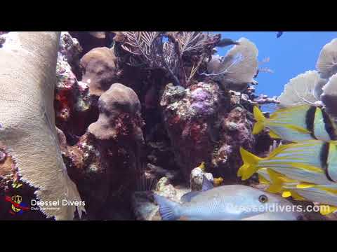Scuba Diving in Puerto Aventuras (Riviera Maya) - August 17th 2018 (Dressel Divers)