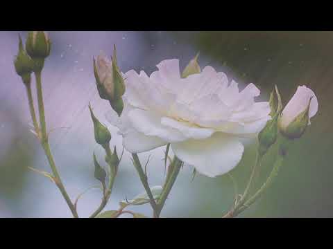 What do White Roses mean in a dream