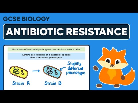 Antibiotic Resistance - GCSE Biology