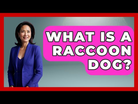 What Is A Raccoon Dog? - The Wild Life Explorer