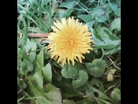 Début de printemps !