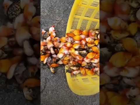 Gold fish live