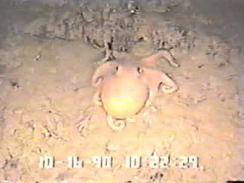 Cephalopod video: Bathypolypus arcticus