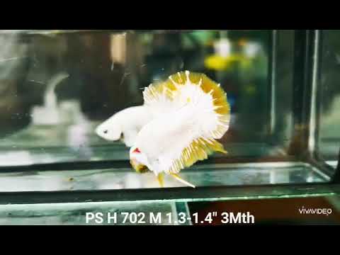 (PS-702) Yellow Dragon Fancy Plakat Male Betta