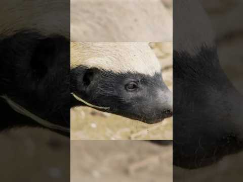 Honey Badger opens any lock #animals #nature #zoo