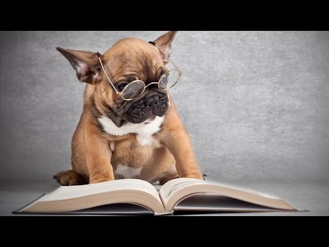 10 Smartest Dog Breeds In The World