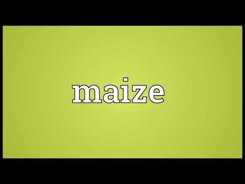 Maize Meaning