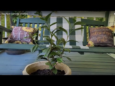 Tea Plant Camellia sinensis