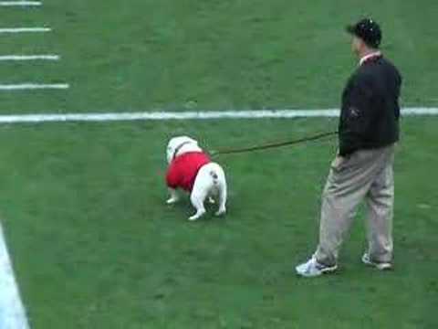 PETA giving opinion on Georgia State mascot | Love of the Animals
