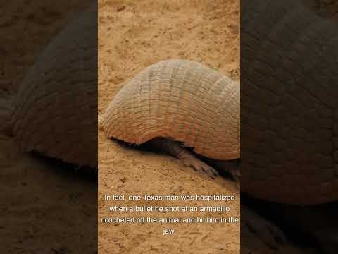 Unbreakable Armor: Debunking the Myth of Bulletproof Armadillo Shells