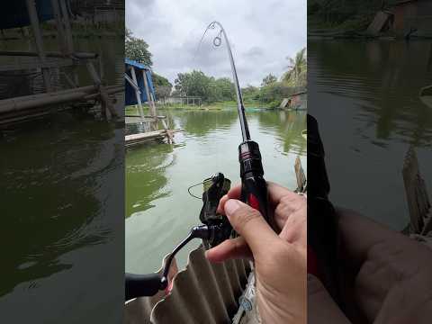 Drag Clicker Sound Daiwa Fuego LT 2000D ft SLP WORKS Spool. #daiwa #daiwafuego #daiwablazon #shorts