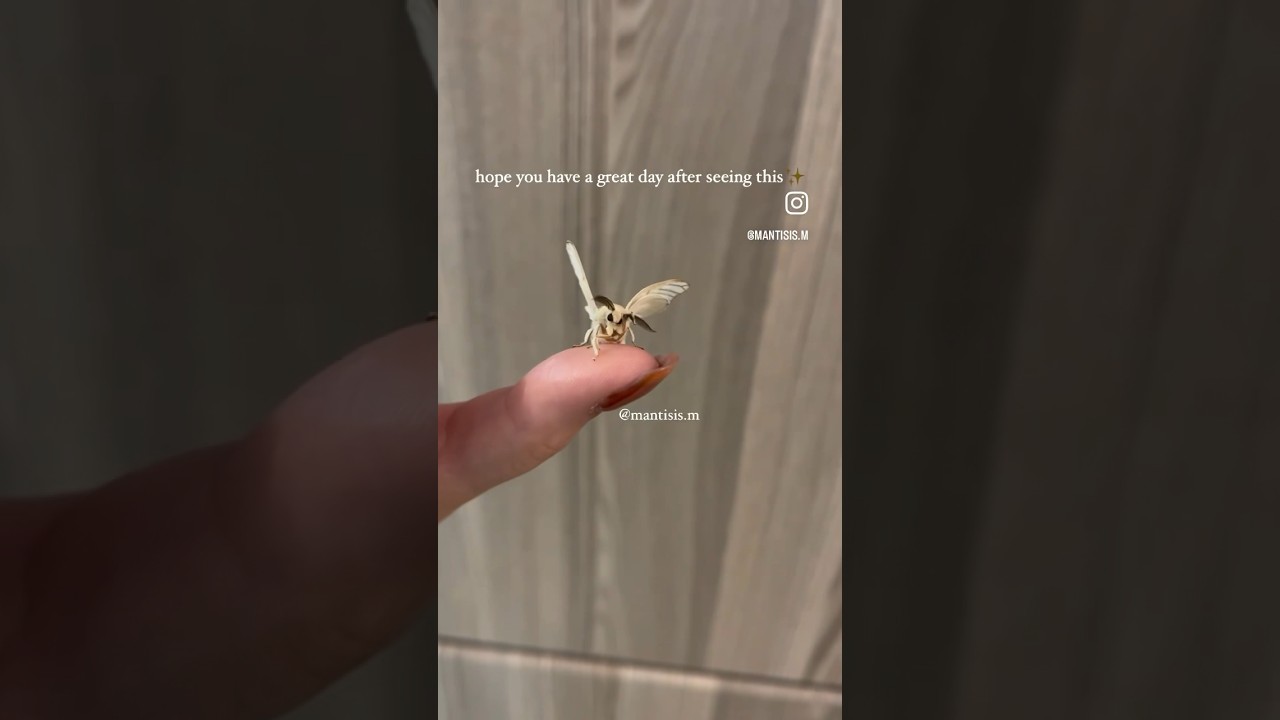 Cute moth to bless your day!