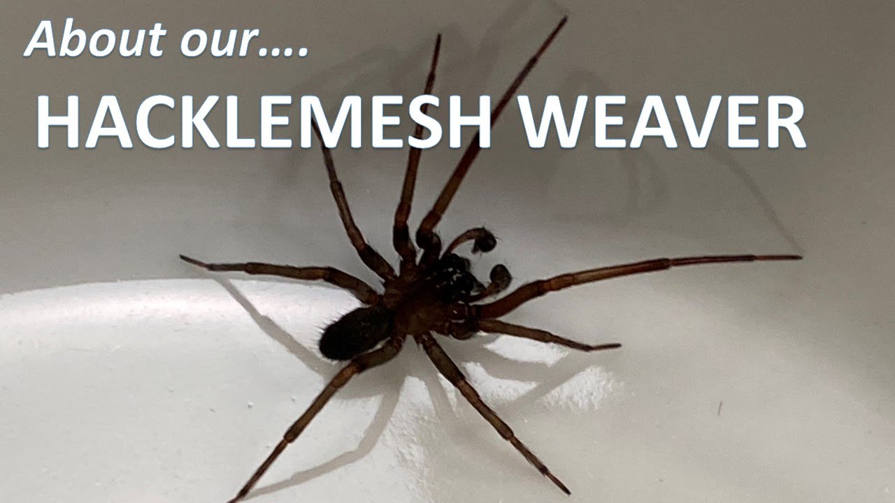 About our HACKLEMESH WEAVER SPIDER, compared to a Brown Recluse poisonous arachnid