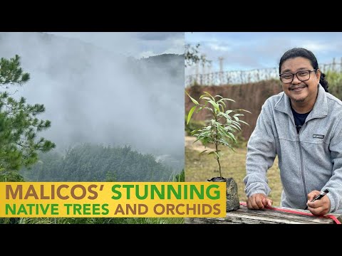 Malico Mountains' Stunning Native Trees and Orchids: Conservation Efforts by Cafe de Almaciga!