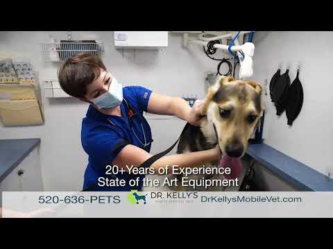 Affordable Pet Surgery with Dr. Kelly's