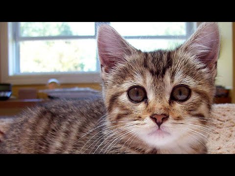 The Story Of Jinx The Cat
