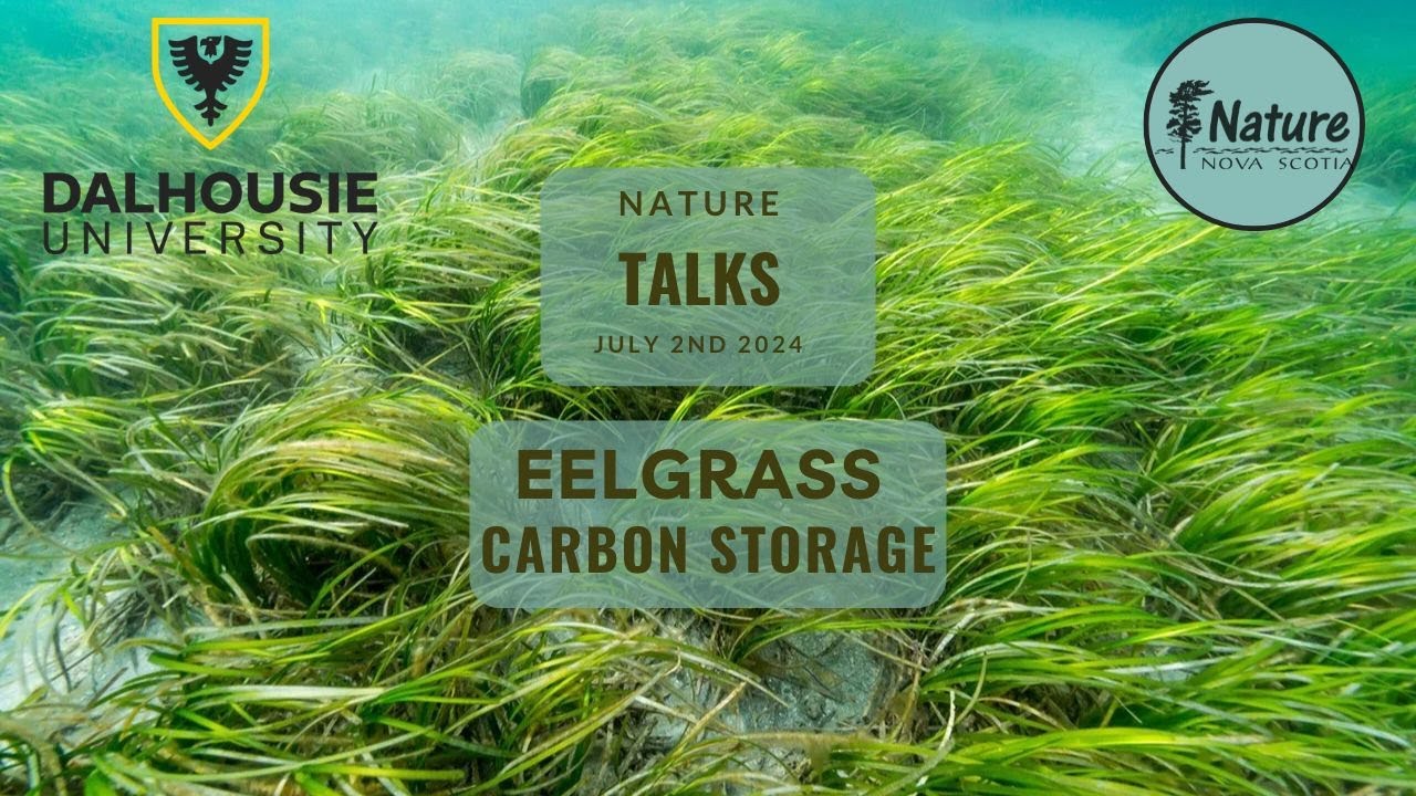 Nature Talks: Community Eelgrass Restoration Initiative