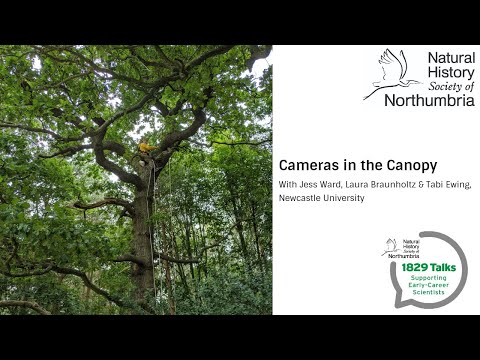 Cameras in the Canopy