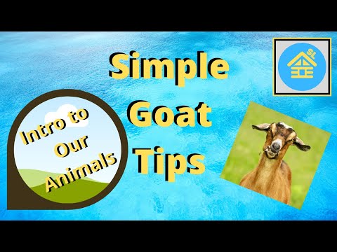 Simple Goat Tips | Goats on Milk Stand | Physical Signs Prior to Birthing