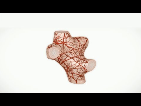 Blood vessel ingrowth into the biomaterial scaffold