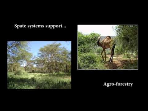 What is Spate Irrigation?