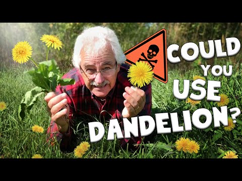 BEST USES for DANDELIONS are actually...