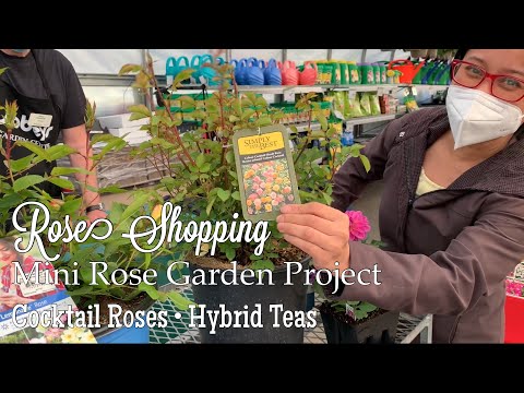 ROSE SHOPPING 2021 | Cocktail Roses, Floribundas and Hybrid Teas | Mini Rose Garden Project Part 1