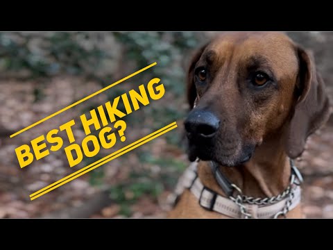 Rhodesian Ridgeback | The Best Hiking Dog?