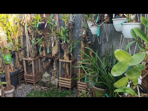Anggrek busuk daun, busuk tunas, busuk pucuk, busuk akar !! Ini solusinya..