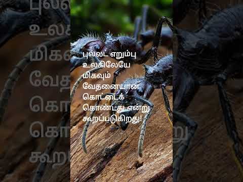 Fact about ants by tamil #viral #trending #தமிழ் #unitedarabemirates #worldtrending #antfacts #ant