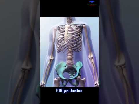 Red blood cells production || the bone marrow || #rbc