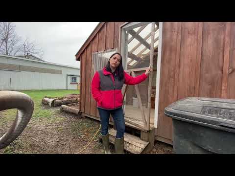 Raising Meat Chickens @ 1 week old