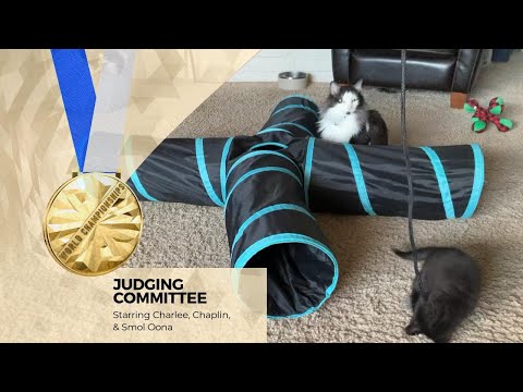 Caturday Matinee: Judging Committee – The Oceanside Animals